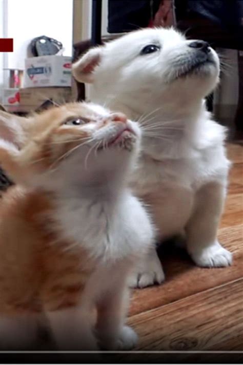 강아지에 있는 핀