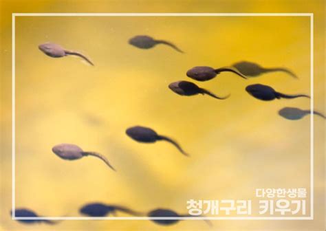 청개구리 올챙이와 알 수명과 먹이 독 등 키우기 네이버 블로그