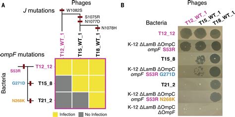 Rapid Bacteria Phage Coevolution Drives The Emergence Of Multiscale