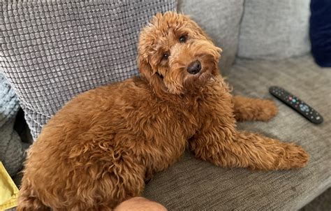 Cockapoo Cock A Hoop After Life Saving Surgery At Southfields Southfields