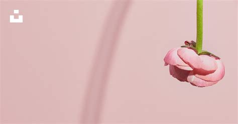 분홍색 배경에 녹색 줄기가 있는 분홍색 꽃 사진 Unsplash의 무료 라넌큘라과ranunculaceae 이미지