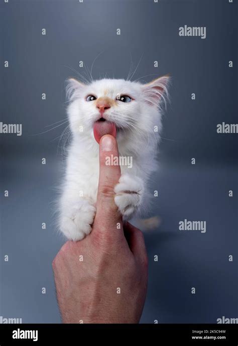 Cute White Siberian Kitten Licking Finger Of Human Hand On Gray Studio