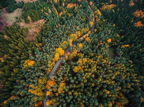 Download Hd Forest Aerial View Wallpaper