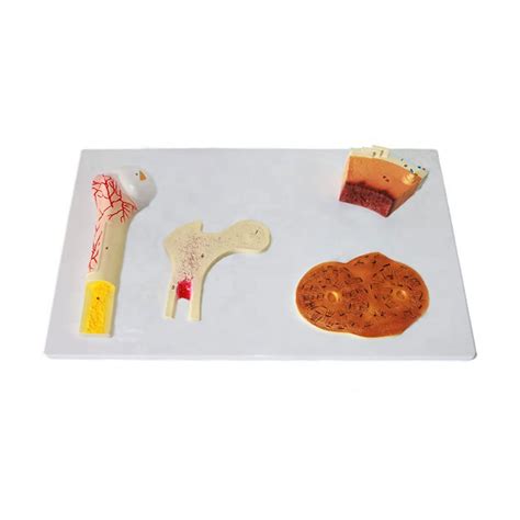 Buy 3d Human Anatomy Structure Model Include 4 Parts Such As