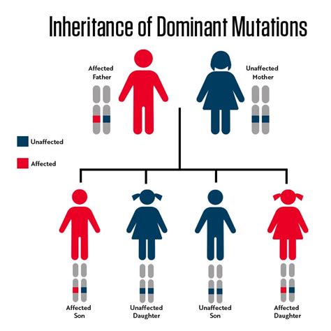 How Als Genetic Mutations Are Inherited The Als Association