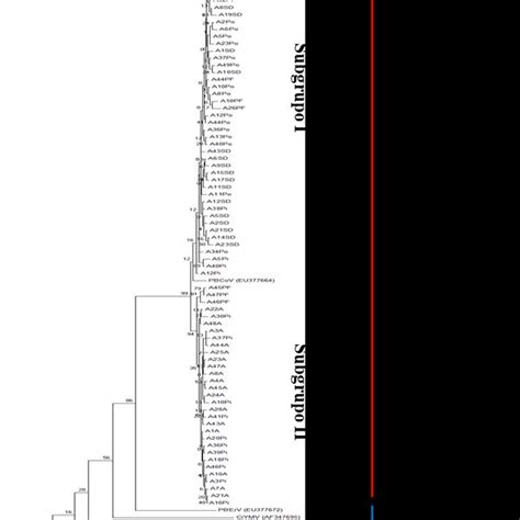 Phylogenetic Tree Of Maximum Likelihood Based In Sequences Of The Download Scientific Diagram