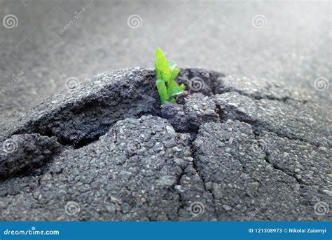 Small And Green Plant Grows Through Urban Asphalt Ground Stock Image