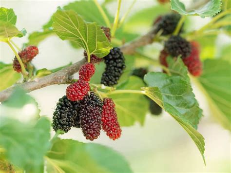 Mulberries - Diaco's Garden Nursery and Garden Centre Melbourne