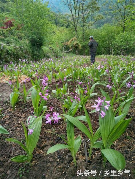 農民山上種植它，3年之後才有收益，每畝收益200000元！ 每日頭條