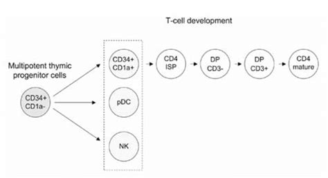 Schematic Representation Of Human Thymocyte Differentiation Download Scientific Diagram
