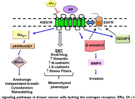 Pdf Kisspeptinkiss1r System In Breast Cancer Semantic Scholar
