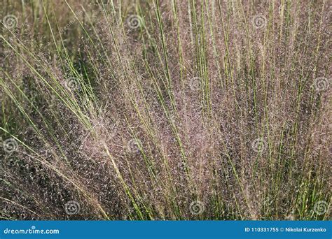 Hairawn Muhly Grass Stock Image Image Of Poaceae Nature 110331755