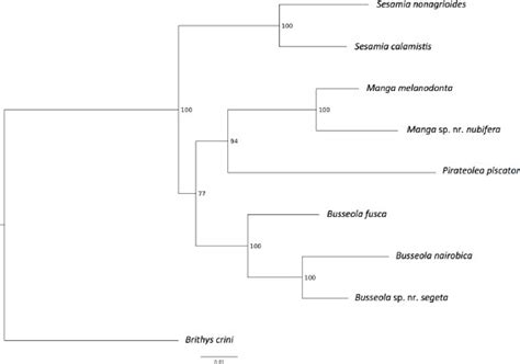 Relationships Of Reproductive Traits With The Phylogeny Of The African Noctuid Stem Borers