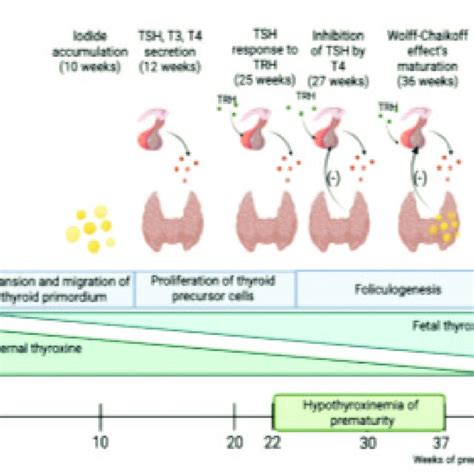 Normal Thyroid Gland Has A Homogenous Intermediate Echogenicity In Download Scientific Diagram