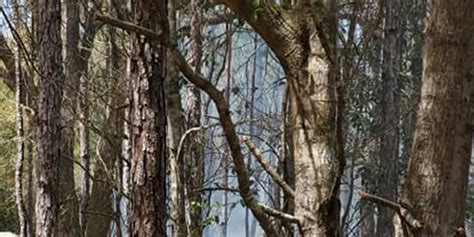 Hazardous Tree How To Identify A Dangerous Tree