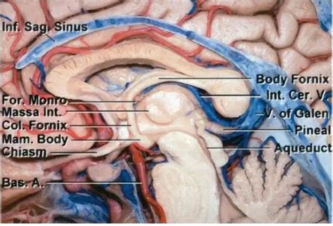 脑室系统的解剖策略与技巧 The Neurosurgical Atlas全文翻译 脑医汇
