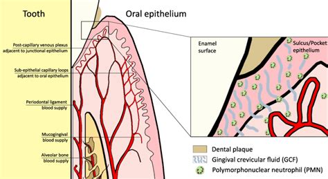 Gingival Sulcus