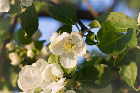 꽃이 만발한 사과 나무의 한 가지 꽃이 만발한 과일 나무 흰색 꽃입니다 나뭇가지 위의 꽃 0명에 대한 스톡 사진 및 기타 이미지 Istock