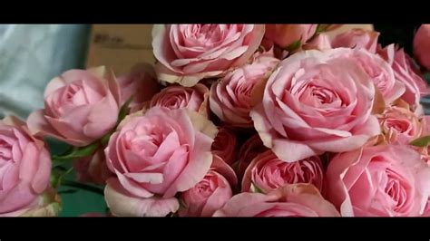 자나 미니장미 생화 꽃집 꽃집창업 꽃값 온라인꽃시장 온라인꽃도매 인터넷꽃시장 인터넷꽃도매 서울꽃시장 꽃농장 꽃배송 생화배송 생화도매 생화택배 꽃배달 생화배달 생화주문 생화