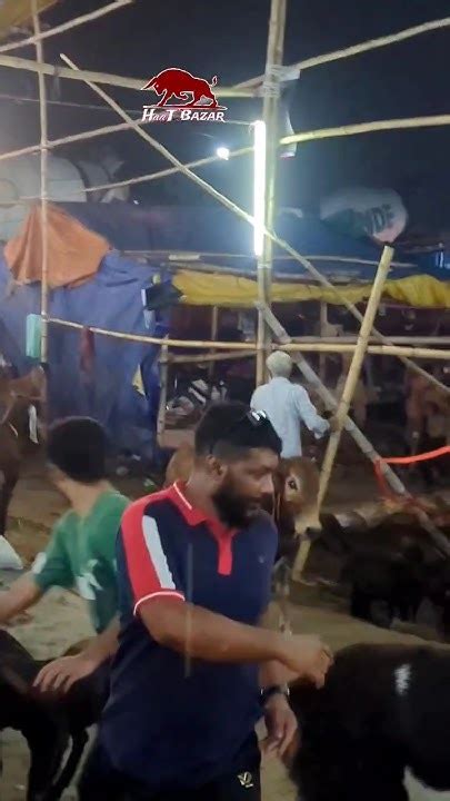 গাবতলী হাটে পাগলা গরু ছুটে হাট গরম করে দিল গাবতলী গরুর হাট 2024