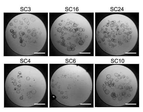 Kanazawa University Research Cancer Biology Some Cancer Cells Can