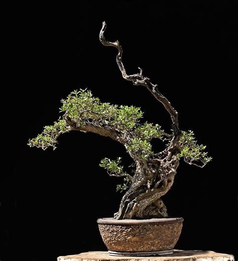 Bonsai Styles Bonsai Tree Gardener