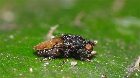 台灣 鳥類與昆蟲 自然觀察記錄 星小糞蠅屬 Poecilosomella sp 大附蠅科 Sphaeroceridae
