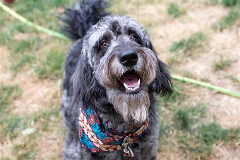 Merle Goldendoodle Info Genetics Traits And Faq With Pictures