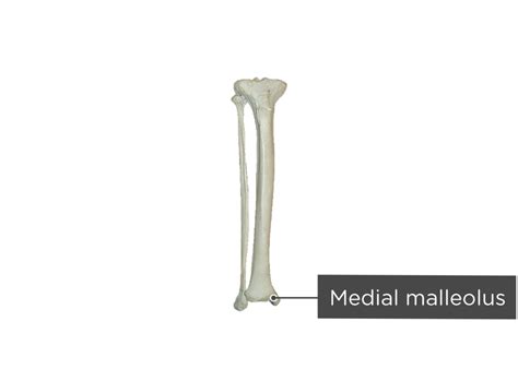 Medial Malleolus Of Tibia