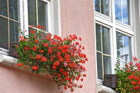 Outdoor Hanging Plants