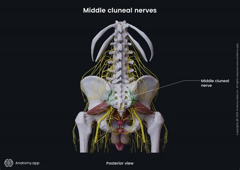 Middle Cluneal Nerves Male Pelvis Anatomyapp