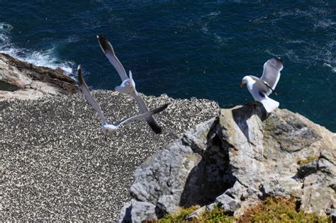 Exploring The Farallon Islands Wildlife Haven The Mercury News
