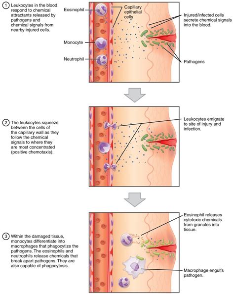 184 Leukocytes And Platelets Anatomy And Physiology