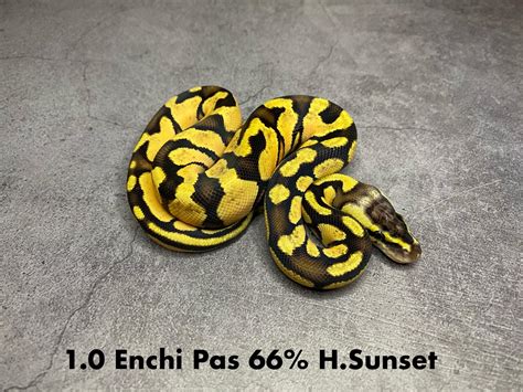 Smash Ball Python