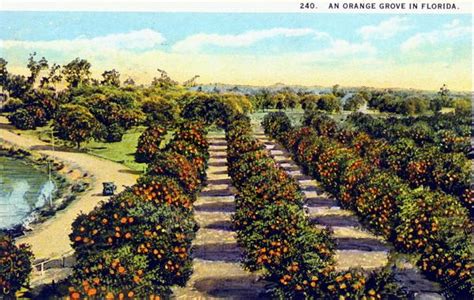 Florida Memory An Orange Grove In Florida Old Florida Orange Grove