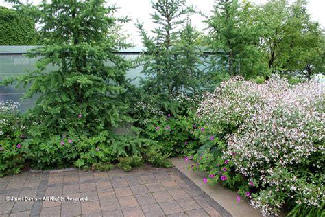 14 Toronto Botanical Garden Bowmans Root Porteranthus Trifoliatus