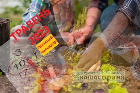 Посівний календар на травень 2023 що і коли варто сіяти та висаджувати