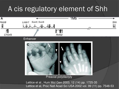 Ppt The Cis Regulatory Elements Powerpoint Presentation Free