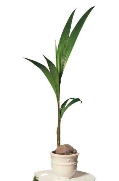 Cocos Nucifera Ôbotanika