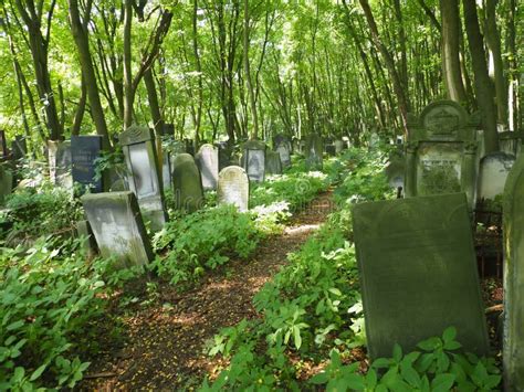jewish cemetary in warsaw editorial image image of tree 284075115