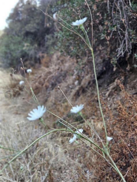 Cliff Aster Seedsmalacothrix Saxatiliscalifornia Native Plantsnative
