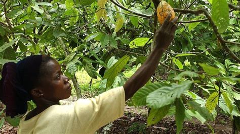 Astonishingly High Cocoa Prices Set To Continue As Deficit Concerns Grow Articles ING Think