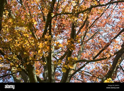 Worms Eye Leaf Tree Trees Leaves Autumnal Branches Branch Branchage