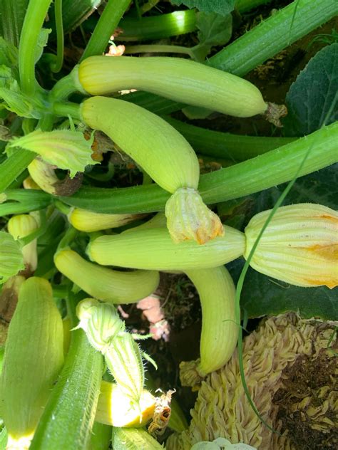 Growing Squash In Pots A Step By Step Guide