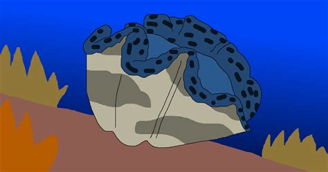 Biggest Shell Ever By Wildandnaturefan On Deviantart