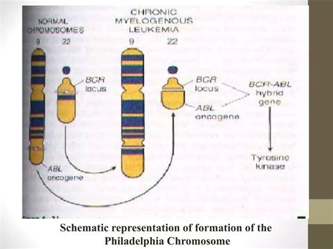9 Chronic Myeloid Leukaemiappt