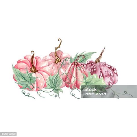 수채화 호박 구성 꽃 호박 할로윈 클립 아트 가을 디자인 요소 분홍색 호박의 가을 배열 수확 그림 0명에 대한 스톡 벡터 아트