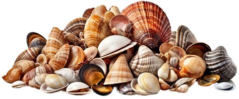 Seashell With 24722363 Png