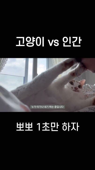 고양이 Vs 인간 고양이 Youtube