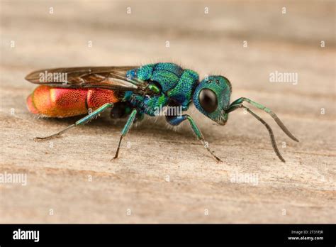 A Scarce Species Of Iridescent Ruby Tailed Wasp A Parasitoid Of Solitary Bees Kent Uk Stock A Scarce Species Of Iridescent Ruby Tailed Wasp A Parasitoid Of Solitary Bees Kent Uk Stock